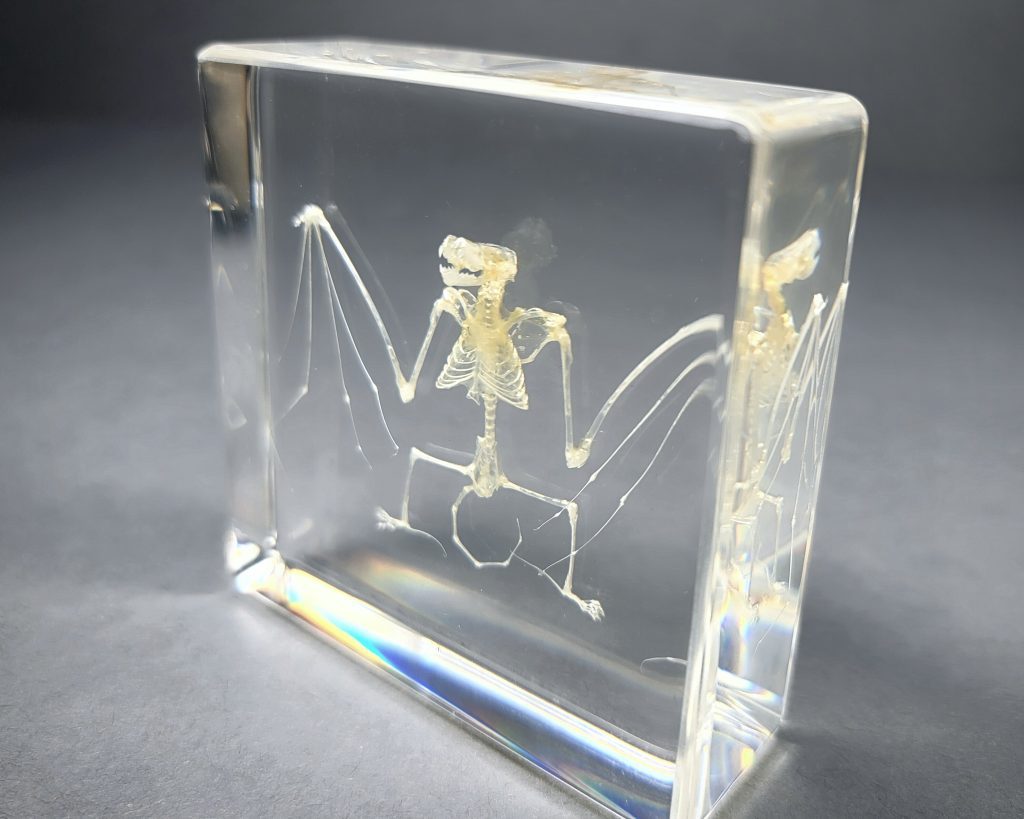 Bat Skeleton in Resin, Pipistrelles Bat - Insects In Resin