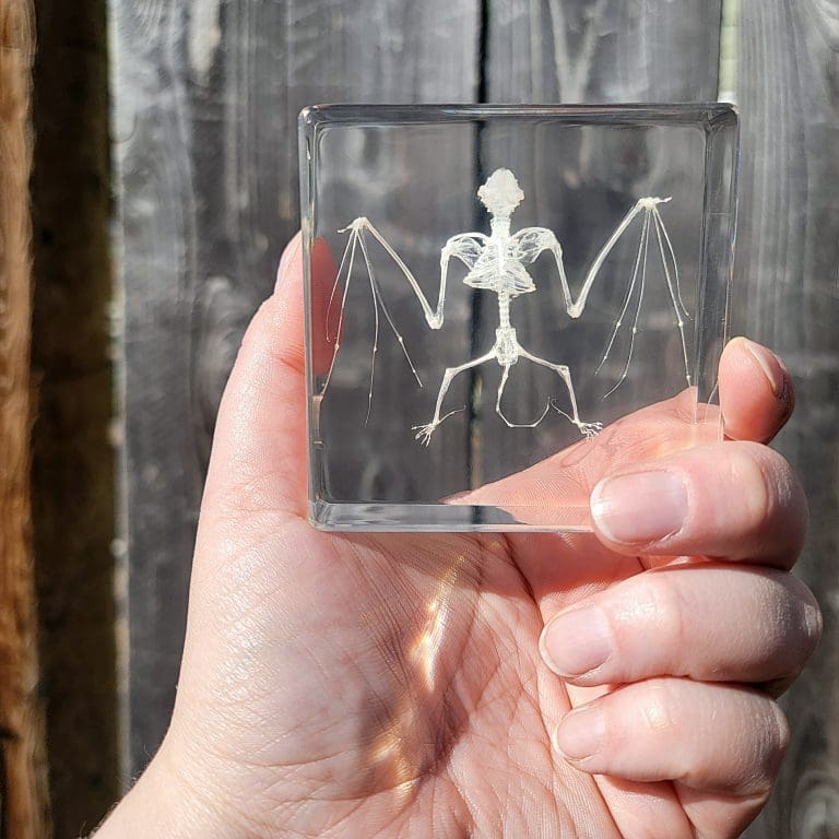 Skeletons in Resin - Wholesasle Insects In Resin Available