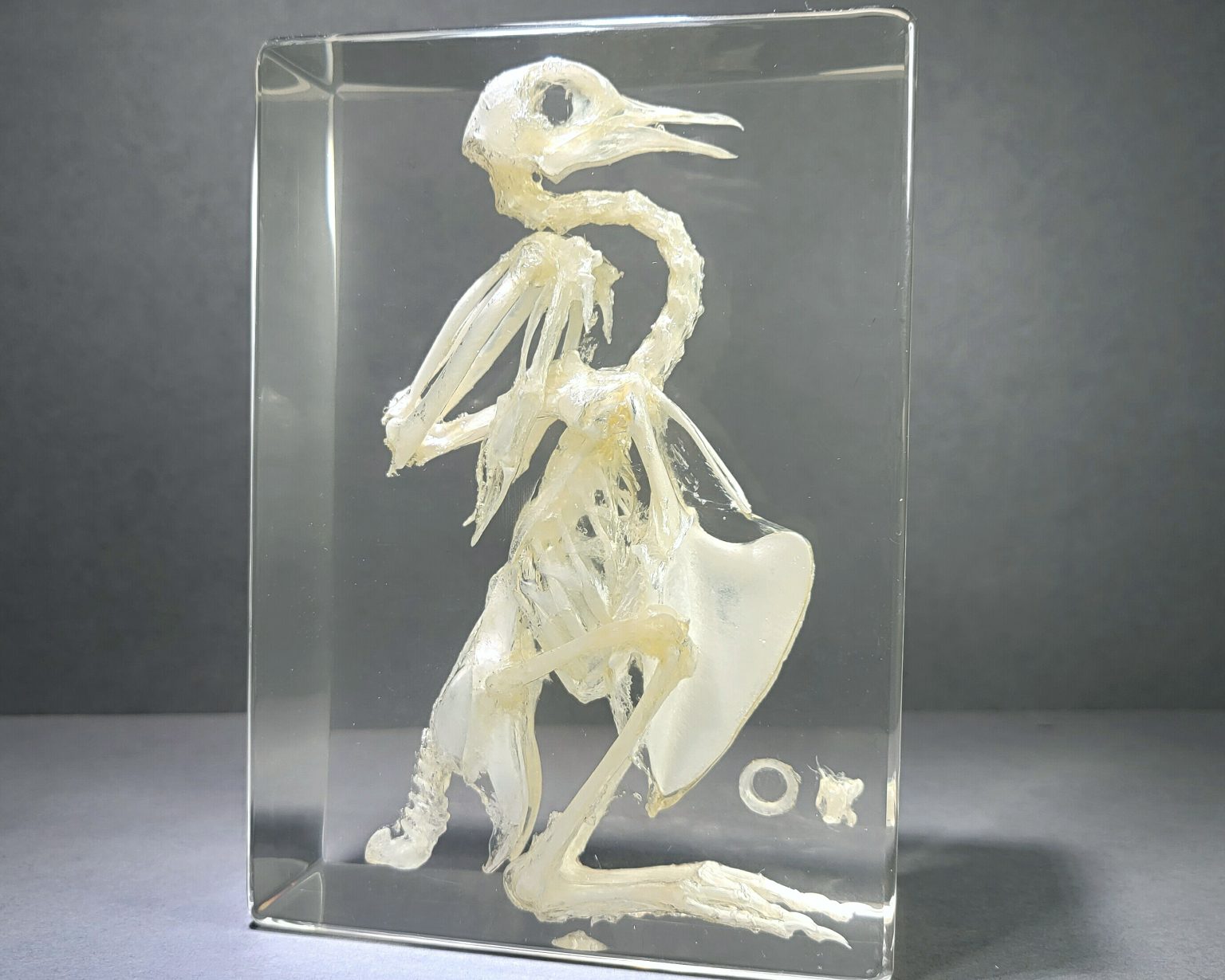 Bat Skeleton in Resin, Pipistrelles Bat - Insects In Resin
