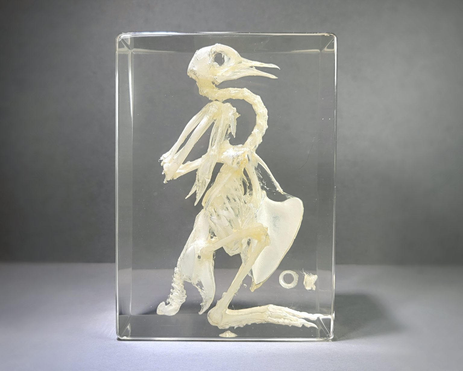 Large Bird Skeleton in Resin, Columba livia - Insects In Resin