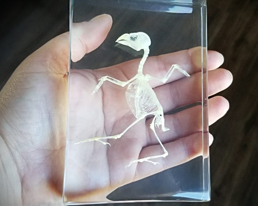 Bird Skeleton in Resin, Lonchura punctulata - Insects In Resin
