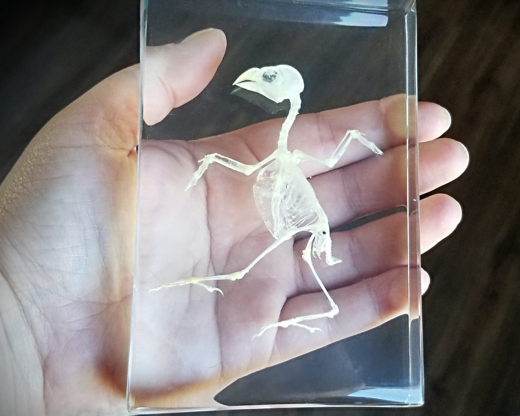 Bird Skeleton in Resin, Lonchura punctulata - Insects In Resin