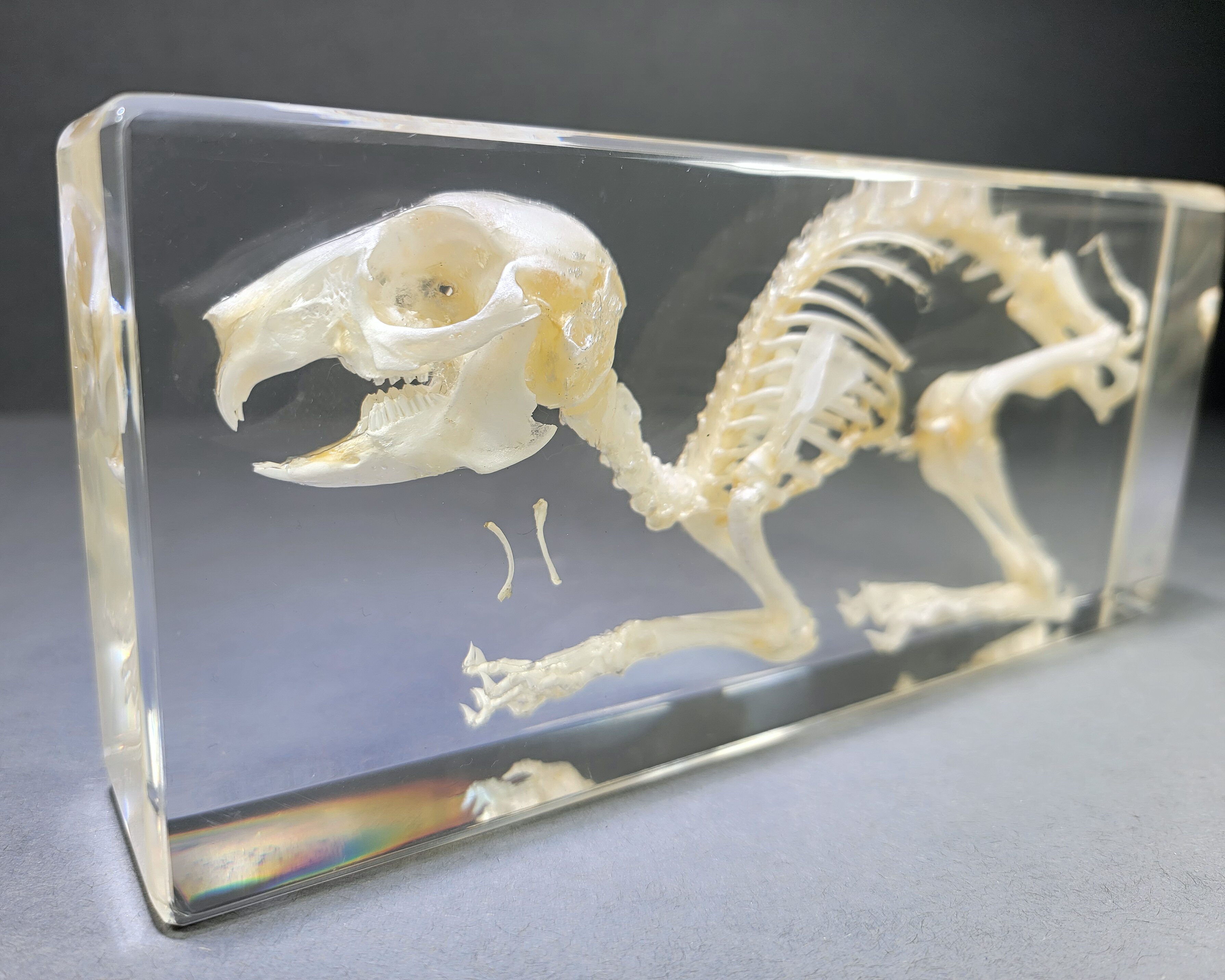 Rabbit Skeleton in Resin, Oryctolagus cuniculus - Insects In Resin
