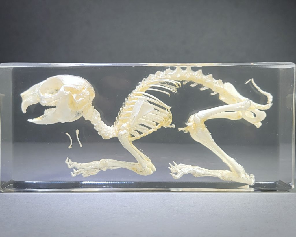 Rabbit Skeleton in Resin, Oryctolagus cuniculus - Insects In Resin
