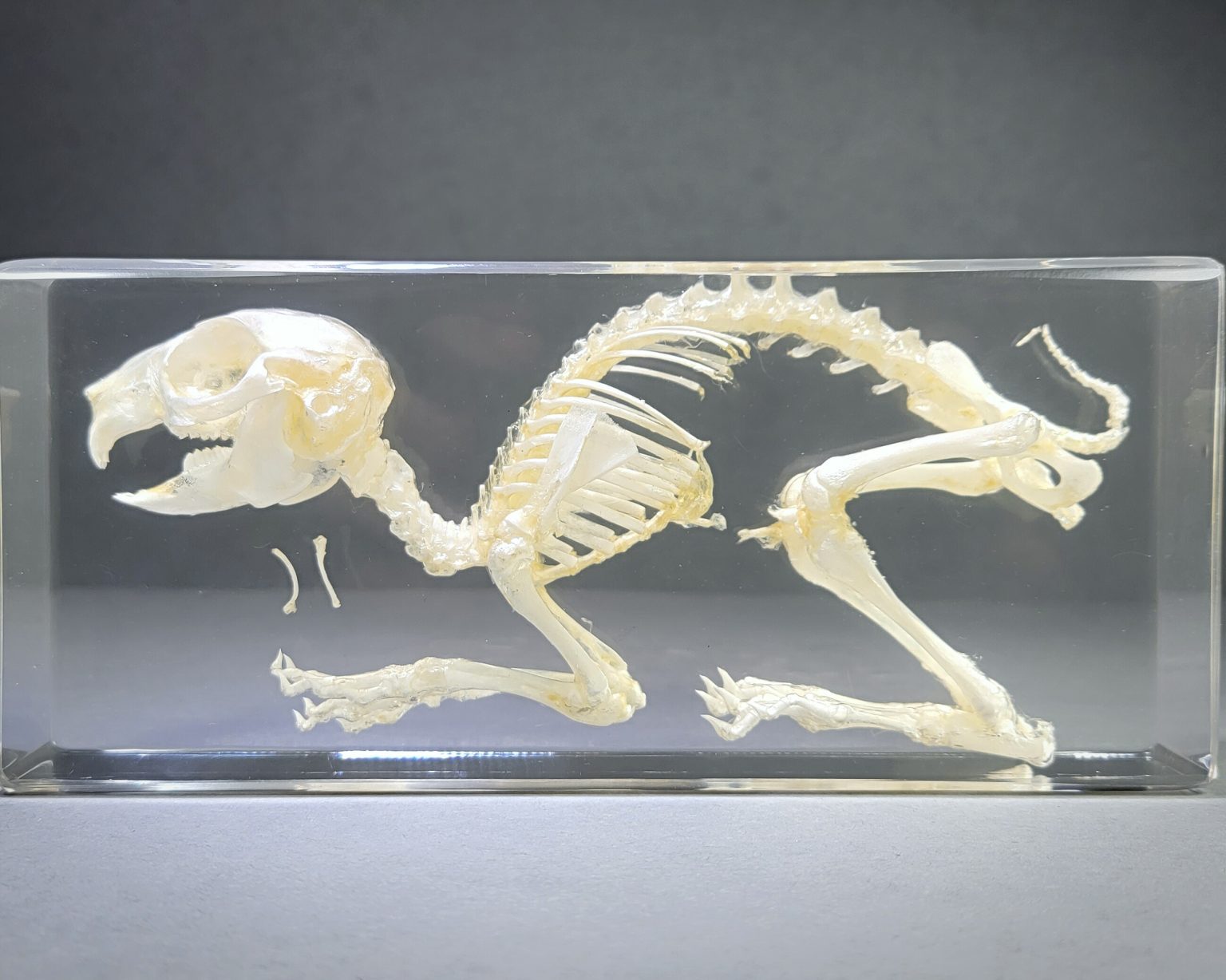 Rabbit Skeleton in Resin, Oryctolagus cuniculus - Insects In Resin