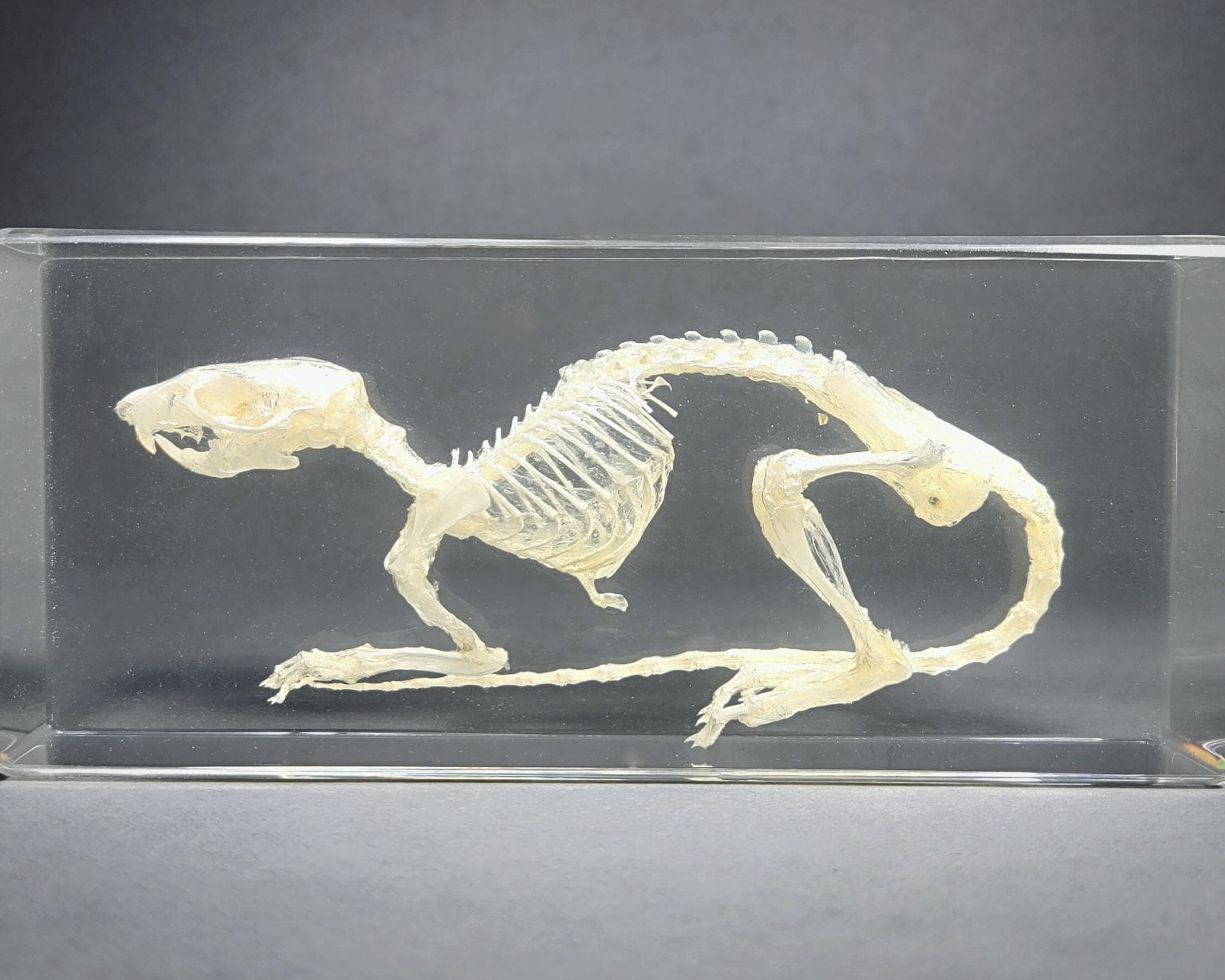 Rat Skeleton in Resin, Rattus norvegicus - Insects In Resin