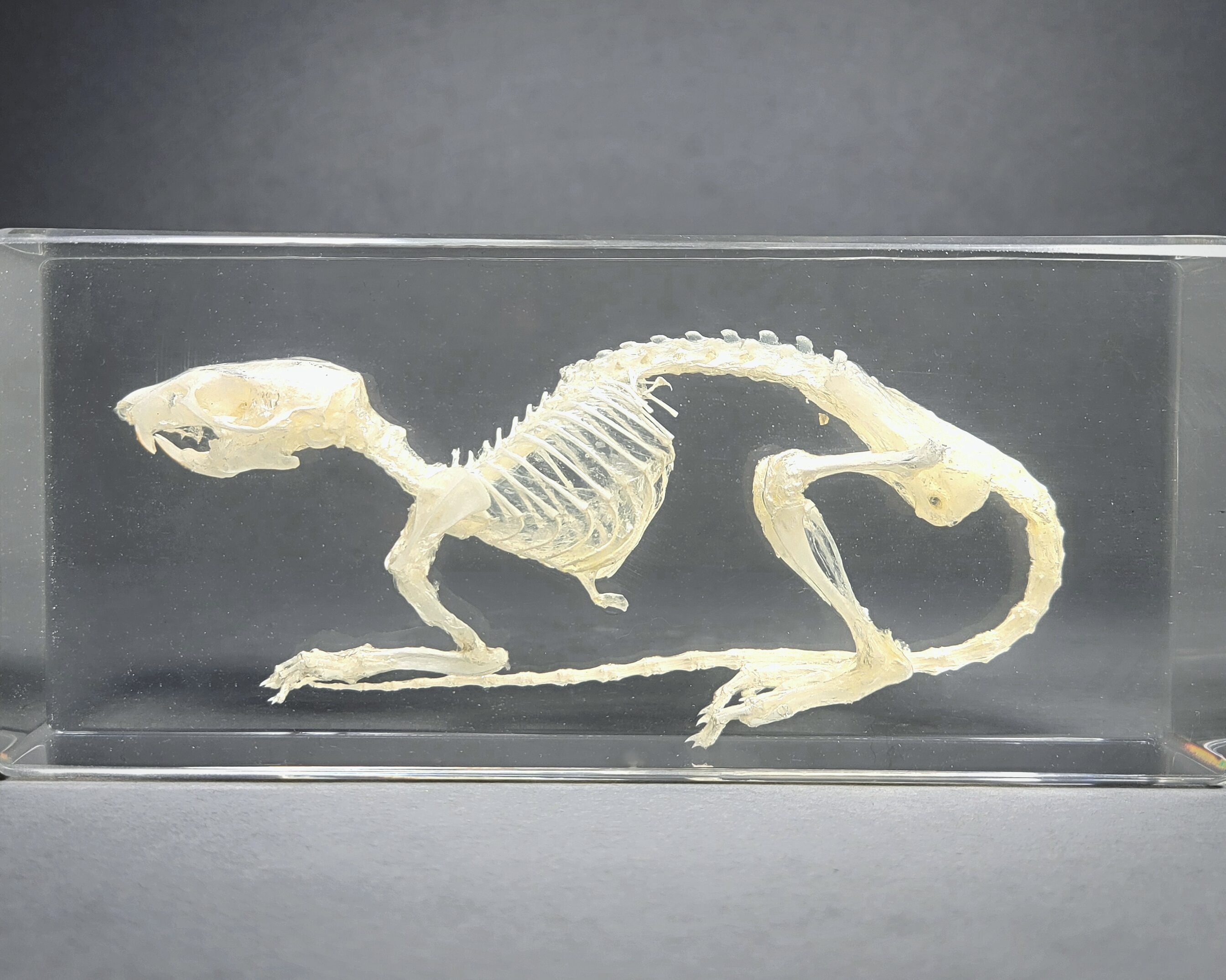 Rat Skeleton in Resin, Rattus norvegicus - Insects In Resin