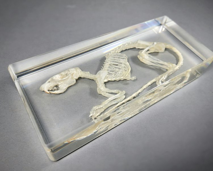 Rat Skeleton in Resin, Rattus norvegicus - Insects In Resin