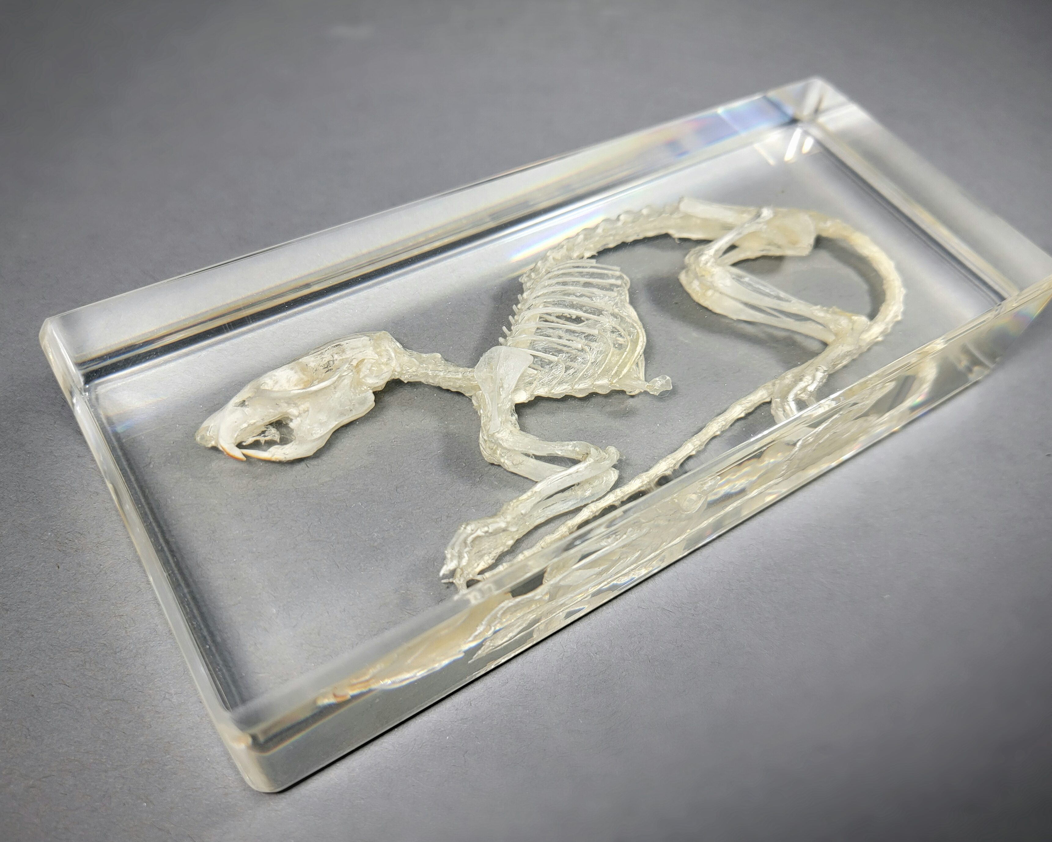 Rat Skeleton in Resin, Rattus norvegicus - Insects In Resin