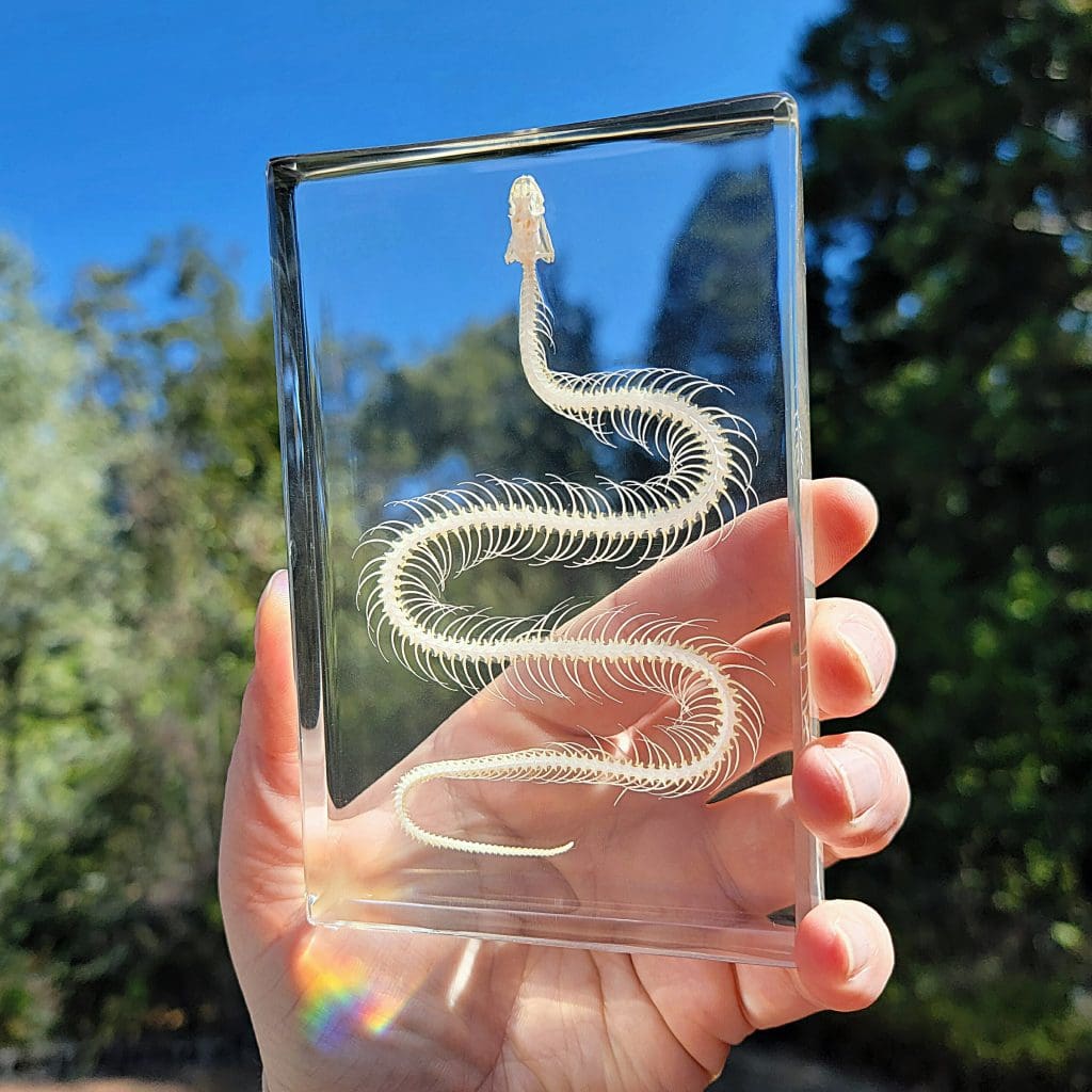 Snake Skeleton in Resin, Hypsiscopus plumbea - Insects In Resin