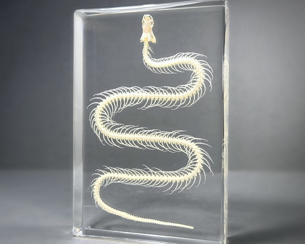 Snake Skeleton in Resin, Hypsiscopus plumbea - Insects In Resin