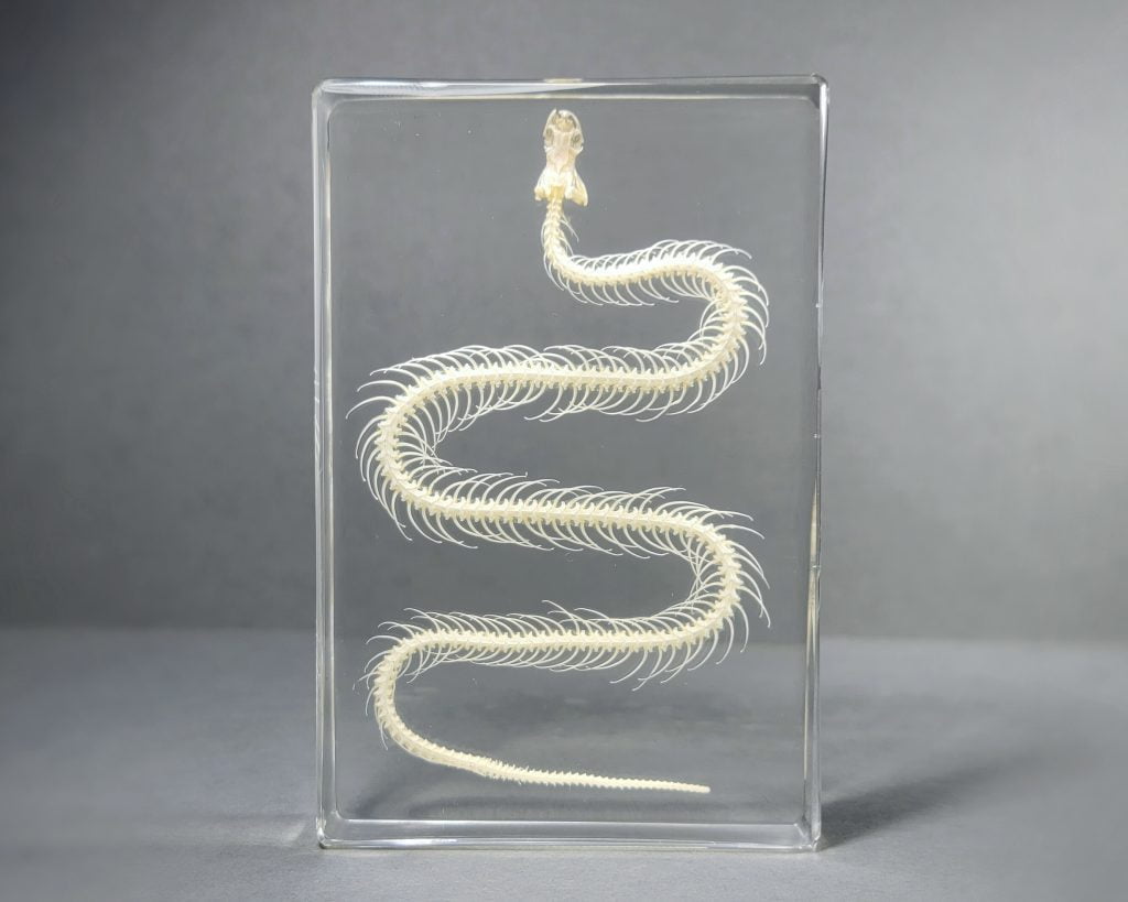 Snake Skeleton in Resin, Hypsiscopus plumbea - Insects In Resin