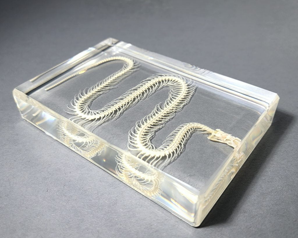 Snake Skeleton in Resin, Hypsiscopus plumbea - Insects In Resin