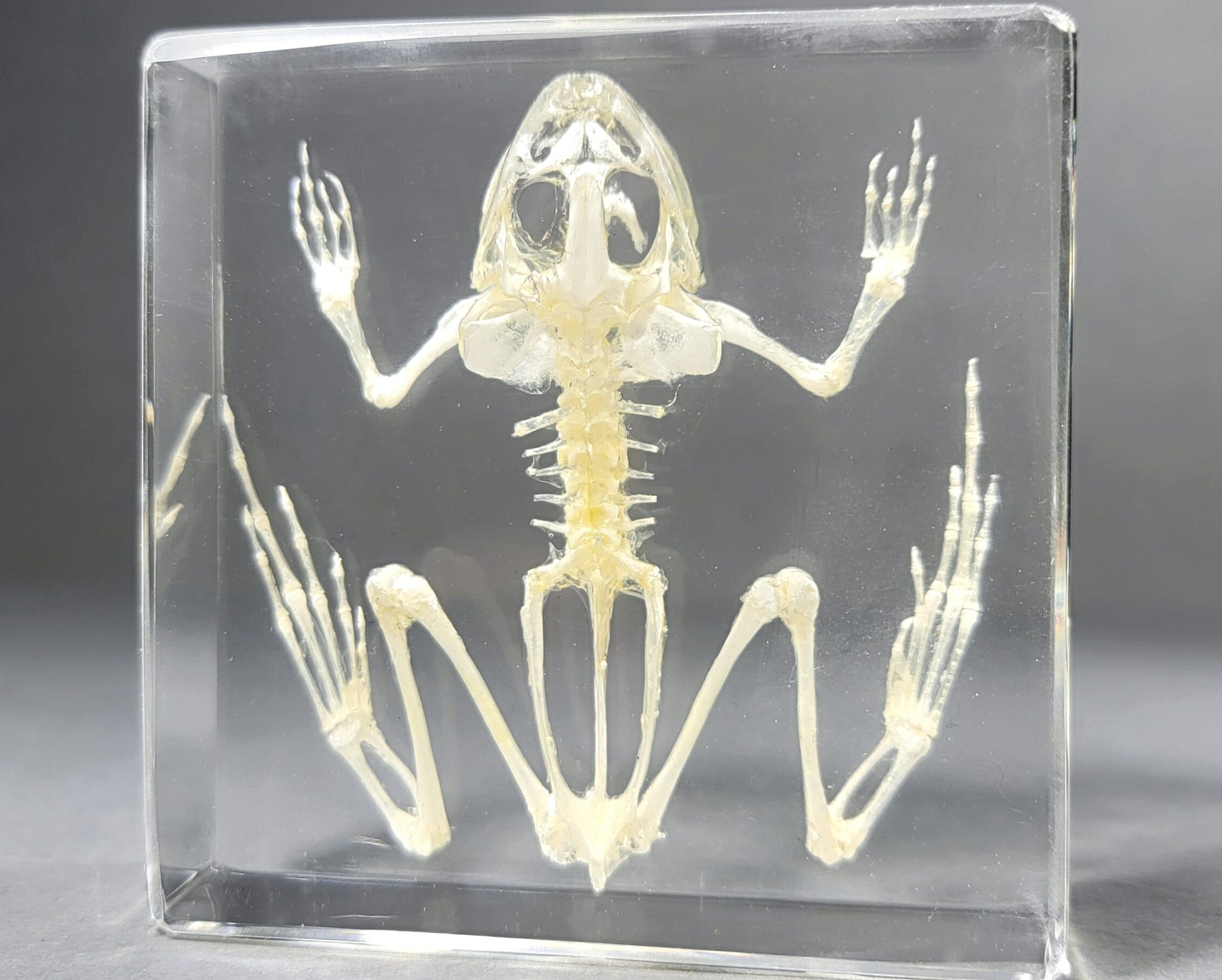 Toad Skeleton in Resin, Bufo gargarizans - Insects In Resin