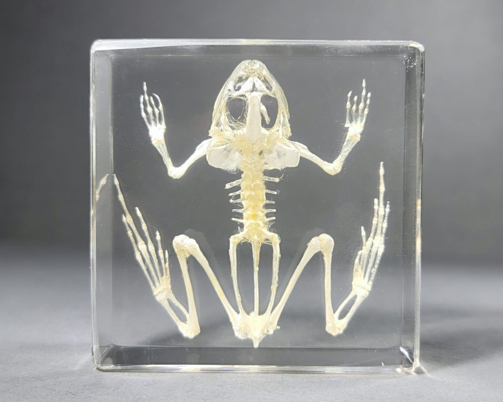 Toad Skeleton in Resin, Bufo gargarizans - Insects In Resin
