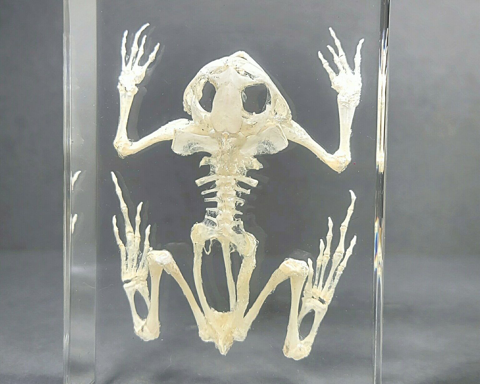 Large Bullfrog Skeleton in Resin, lithobates catesbeianus - Insects In ...