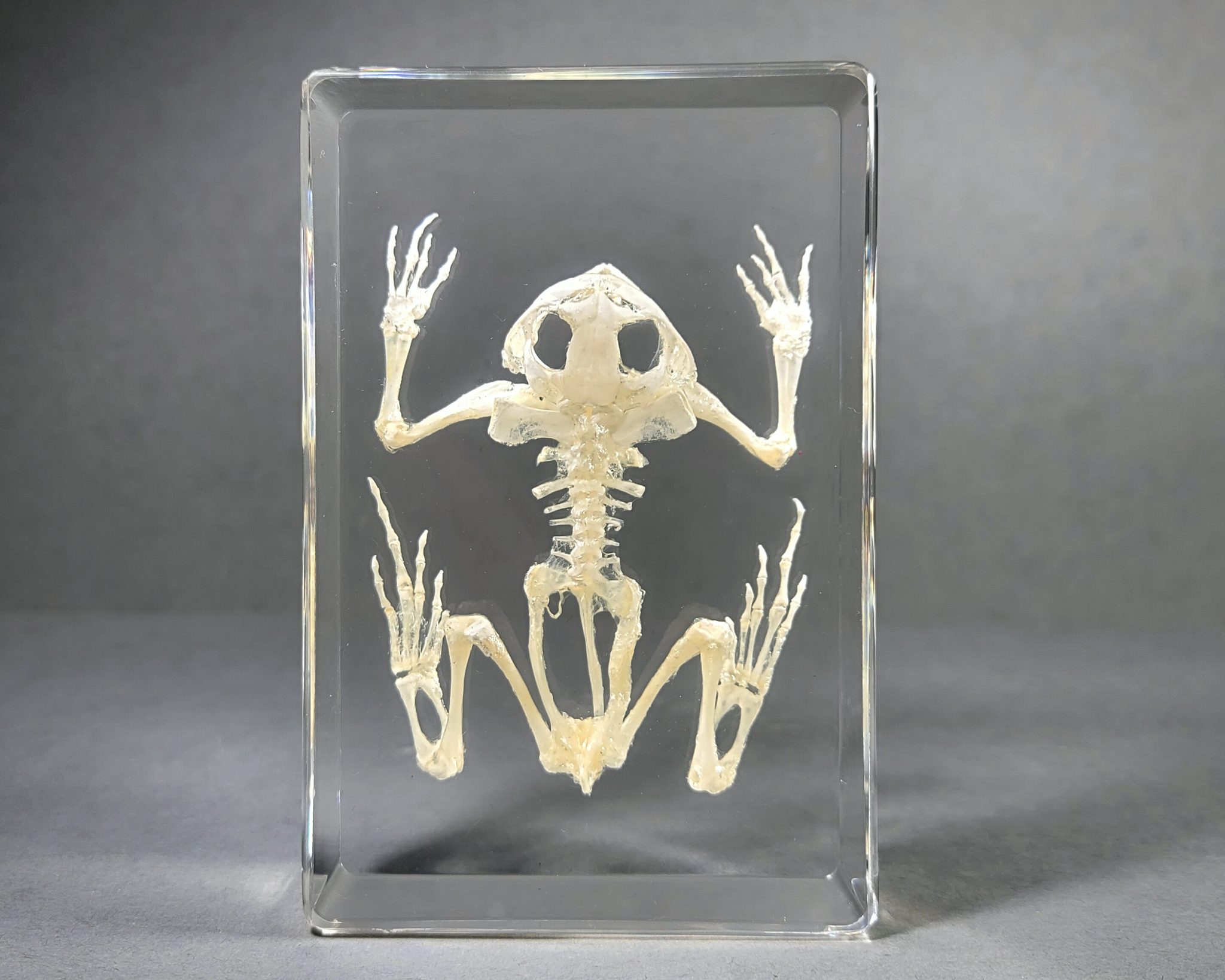 Large Bullfrog Skeleton in Resin, lithobates catesbeianus - Insects In ...