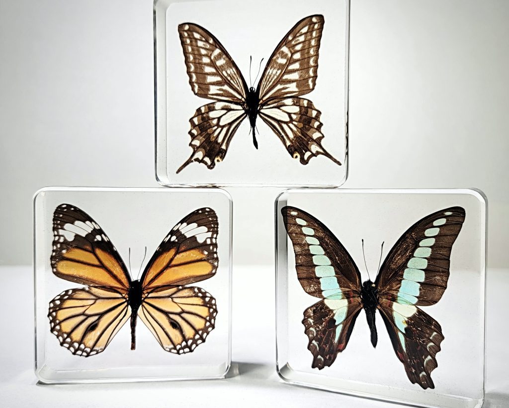 3 Piece Butterfly Set, Butterflies in Resin, Brimstone, Albatross ...