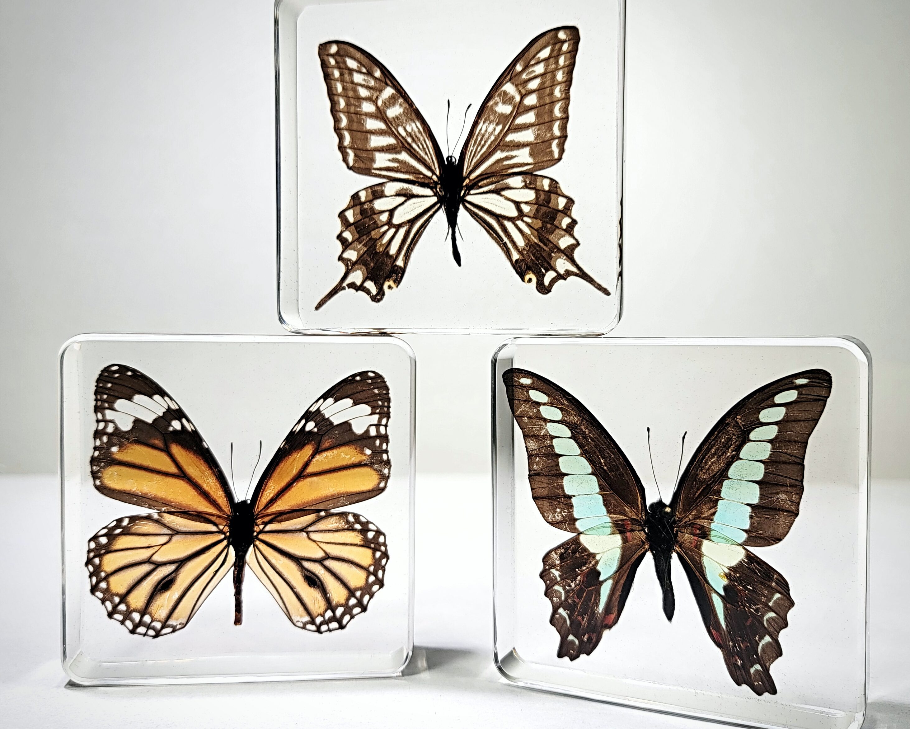 3 Piece Butterfly Set, Butterflies in Resin, Swallowtail, Tiger, Blue ...