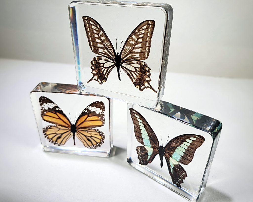 3 Piece Butterfly Set, Butterflies in Resin, Swallowtail, Tiger, Blue ...