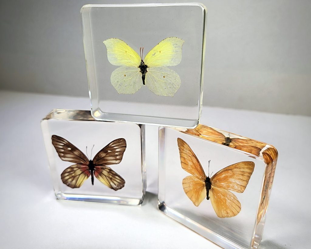 3 Piece Butterfly Set, Butterflies in Resin, Brimstone, Albatross ...
