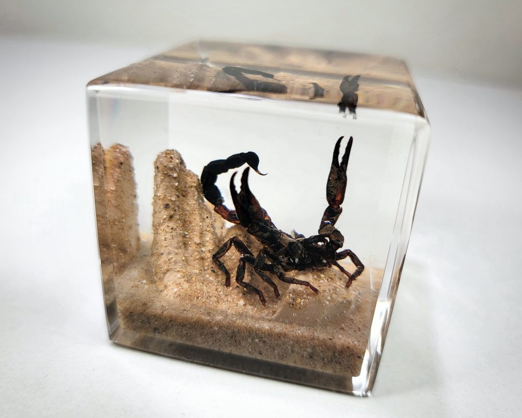 Scorpion in Resin, Scorpion Diorama Display, Herterometrus spinifer ...