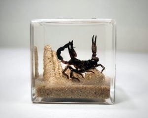 Scorpion in Resin, Scorpion Diorama Display, Herterometrus spinifer ...