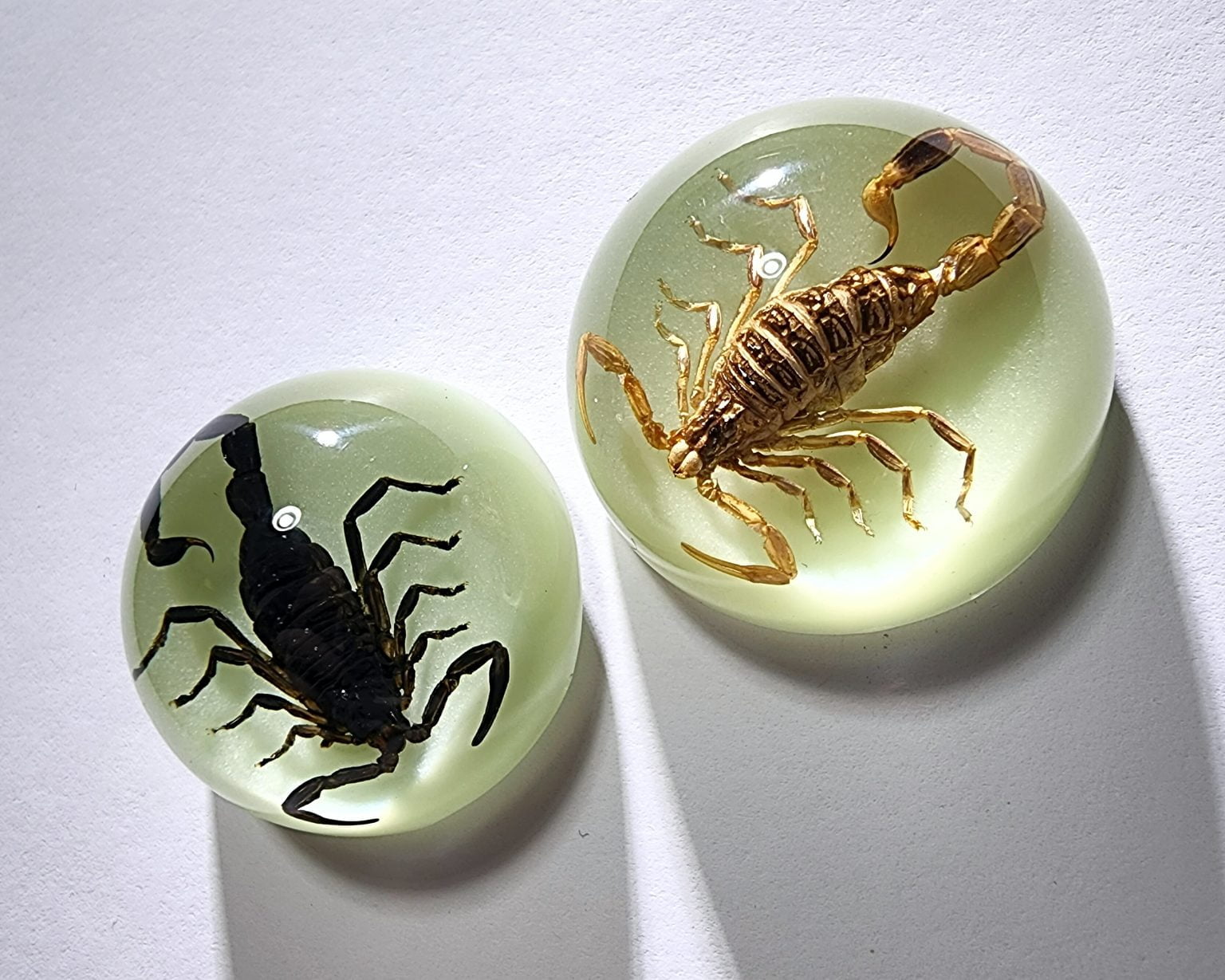 Scorpion Magnet Set, Glow in the Dark Fridge Magnet - Insects In Resin