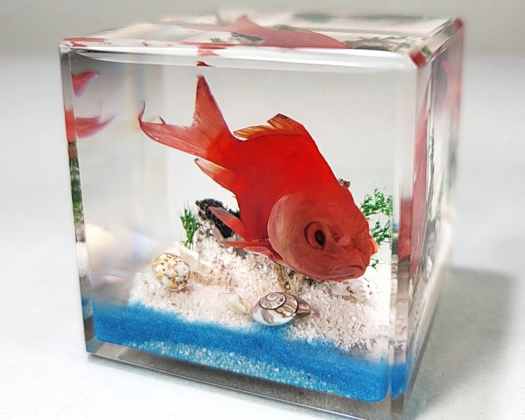 Shop - Insects In Resin