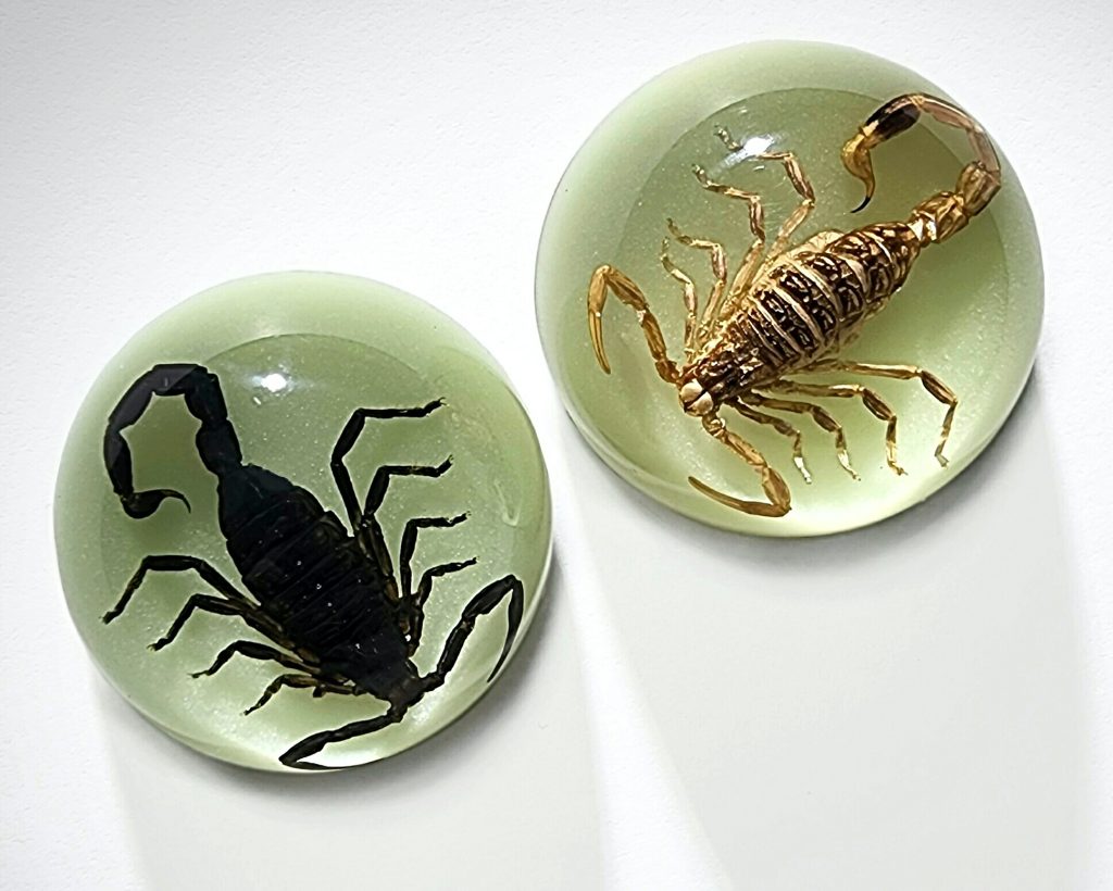 Scorpion Magnet Set, Glow in the Dark Fridge Magnet - Insects In Resin