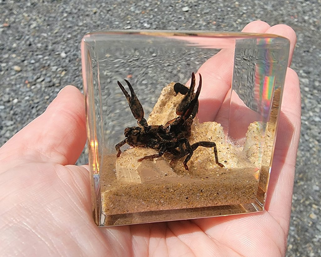 Scorpion in Resin, Scorpion Diorama Display, Herterometrus spinifer ...