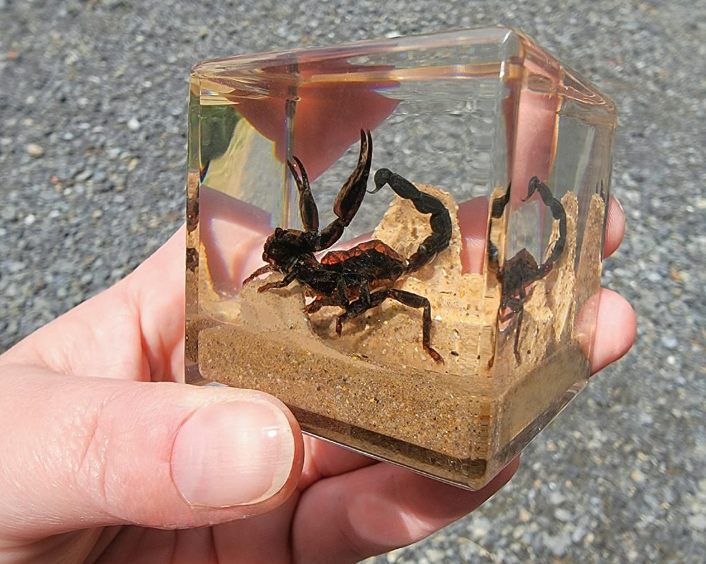 Scorpion in Resin, Scorpion Diorama Display, Herterometrus spinifer ...