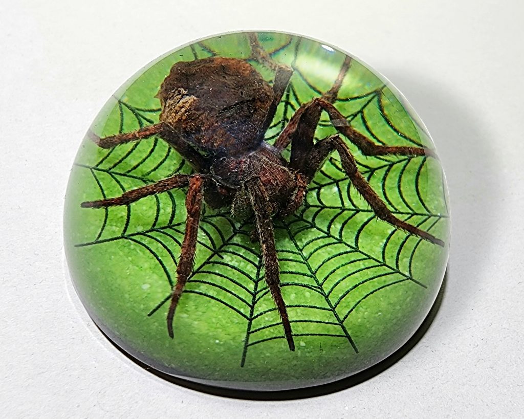 Spider in Dome with web, Green, Araneus Ventricosus - Insects In Resin