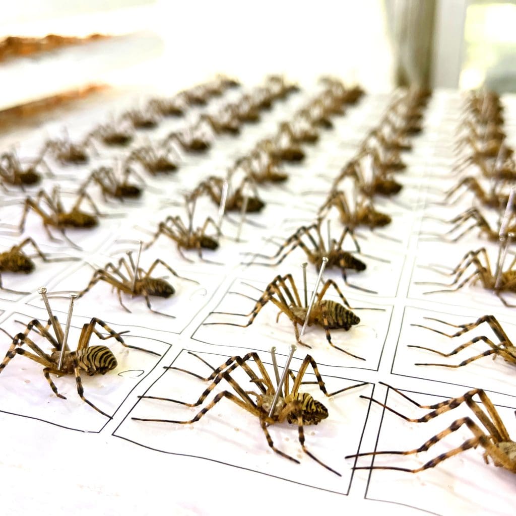 3 Piece Insect in Resin Set, Real Insect Collection, Spider, Beetle ...