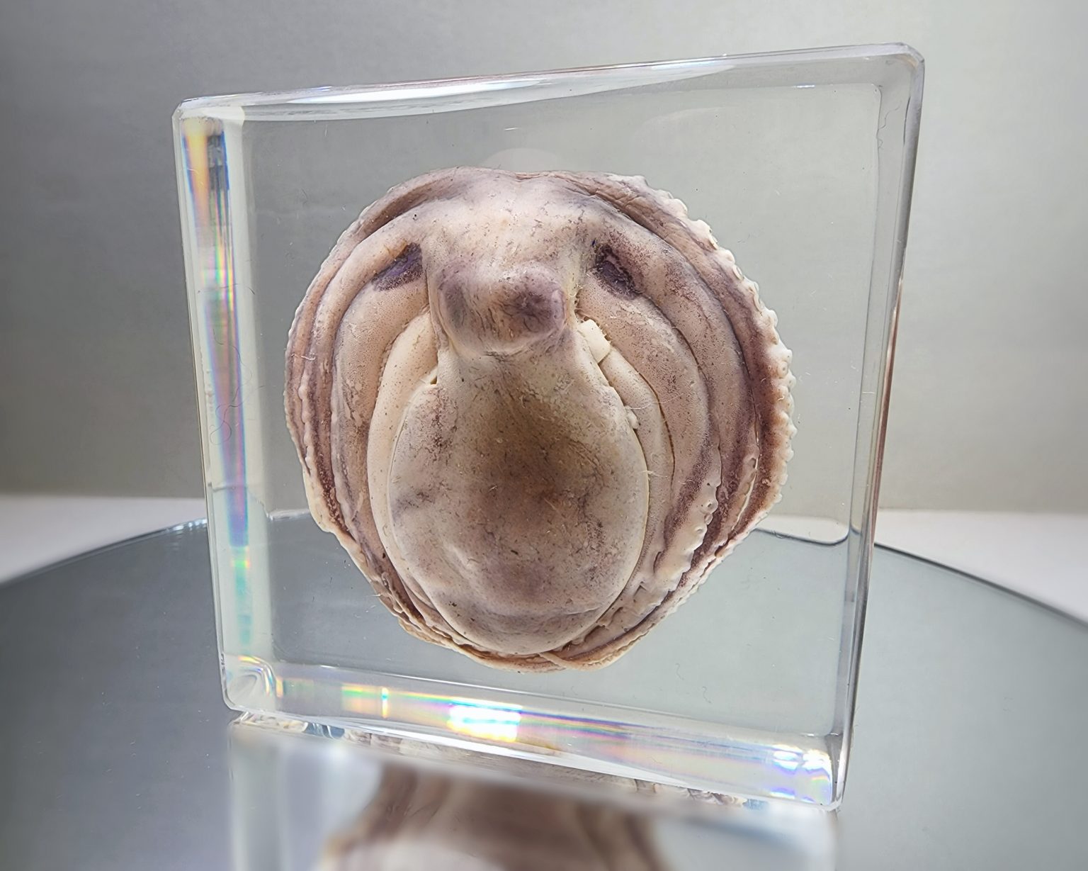 Octopus, Real Octopus in Resin, Octopus Vulgaris - Insects In Resin