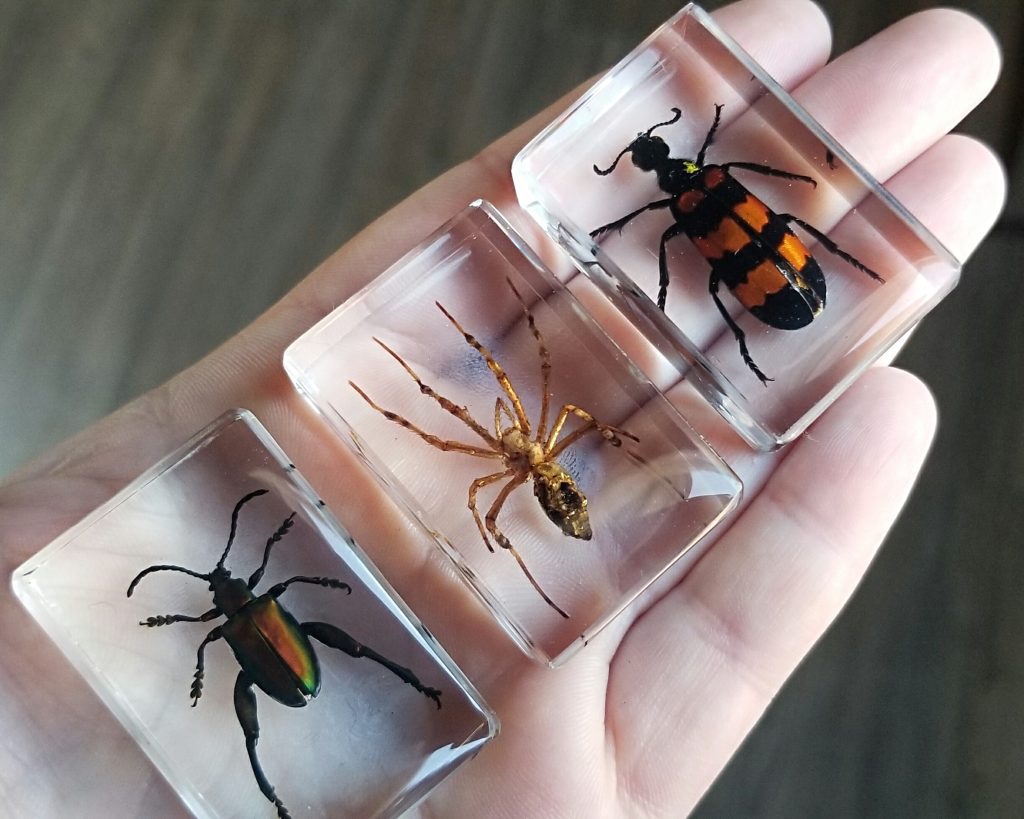 3 Piece Insect in Resin Set, Real Insect Collection, Spider, Beetle ...