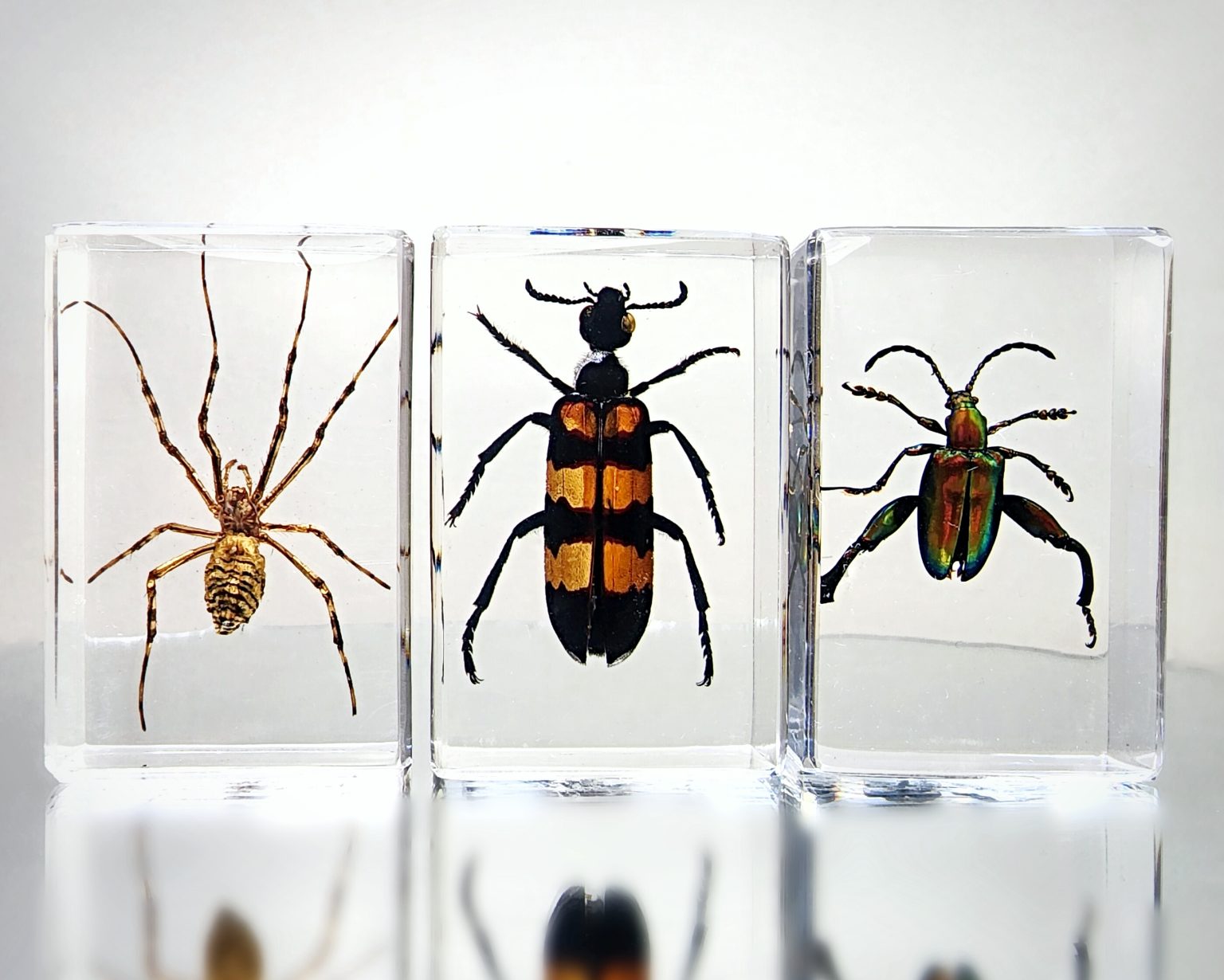3 Piece Insect in Resin Set, Real Insect Collection, Spider, Beetle ...
