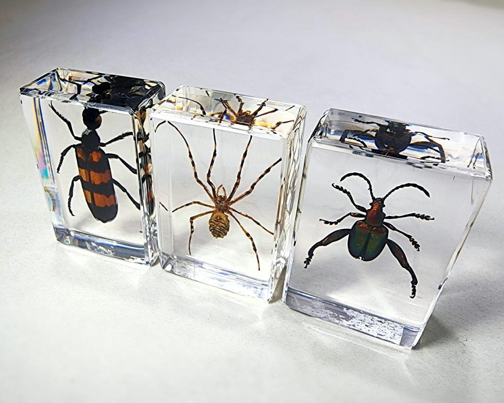 3 Piece Insect in Resin Set, Real Insect Collection, Spider, Beetle ...