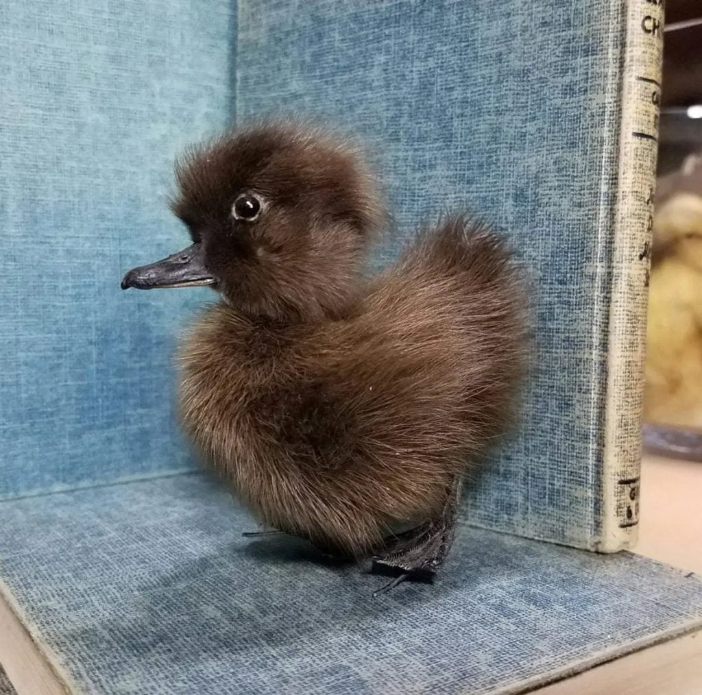 Brown Taxidermy Duckling, Taxidermy Baby Duck, Anas platyrhynchos ...