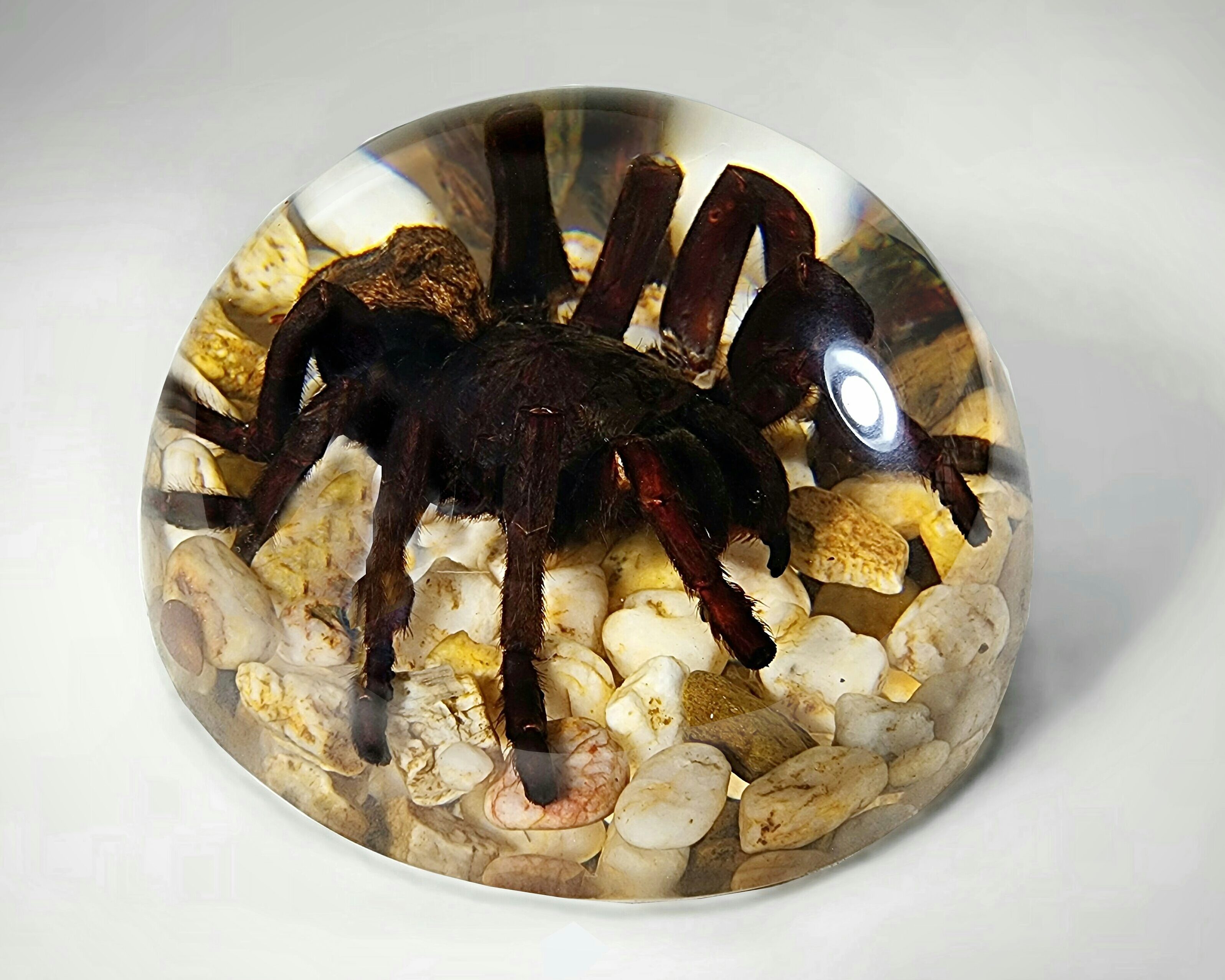 Large Spider in Dome with rocks, Ornithoctonus huwena - Insects In Resin