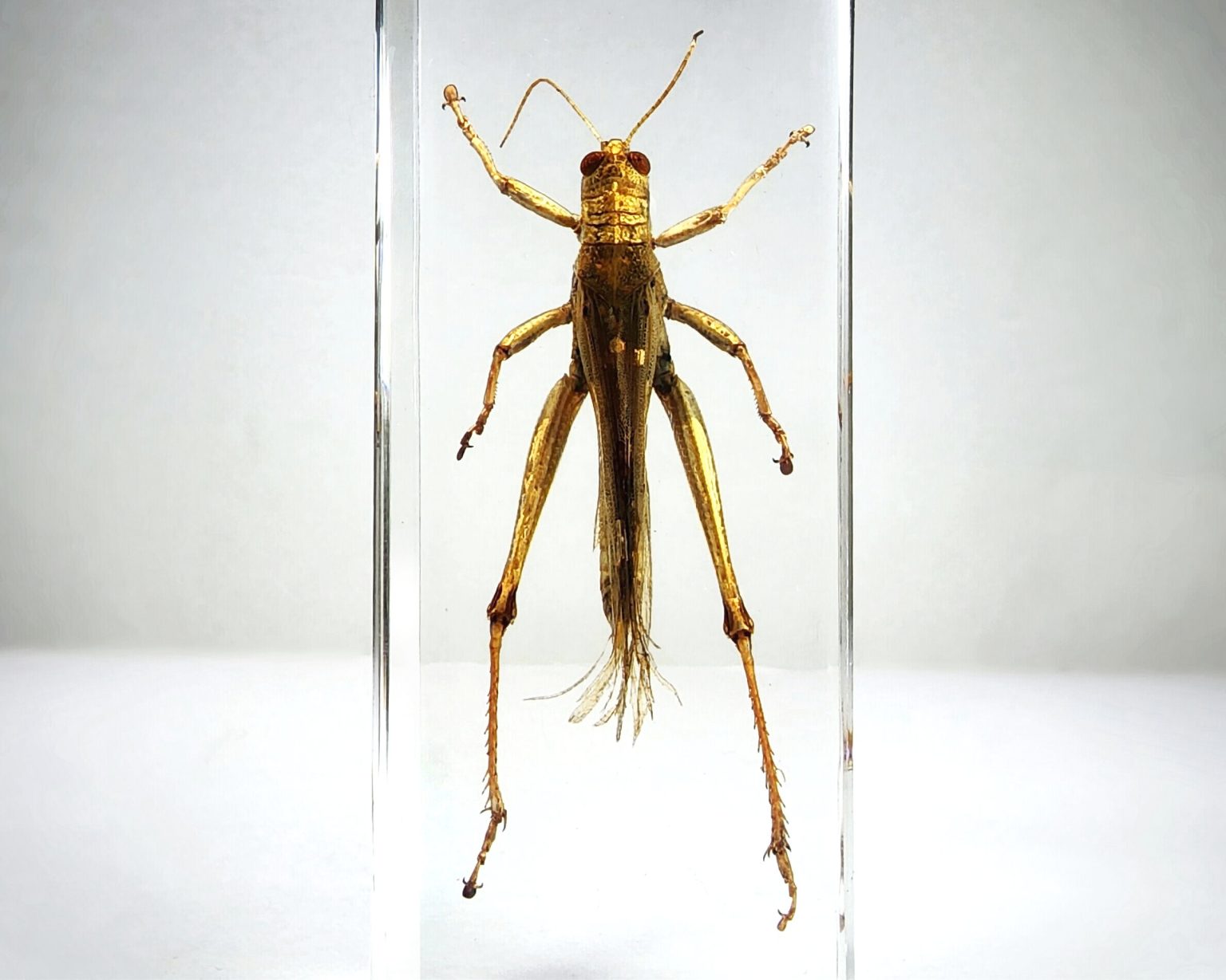 Locust in Resin, Grasshopper, Chondracris rosea - Insects In Resin