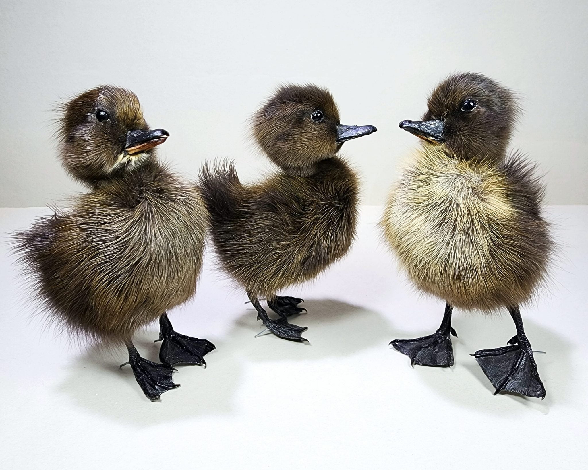 Brown Taxidermy Duckling, Taxidermy Baby Duck, Anas platyrhynchos ...