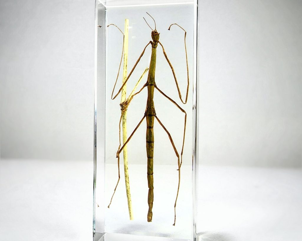 Insects In Resin -sustainably sourced museum quality specimens