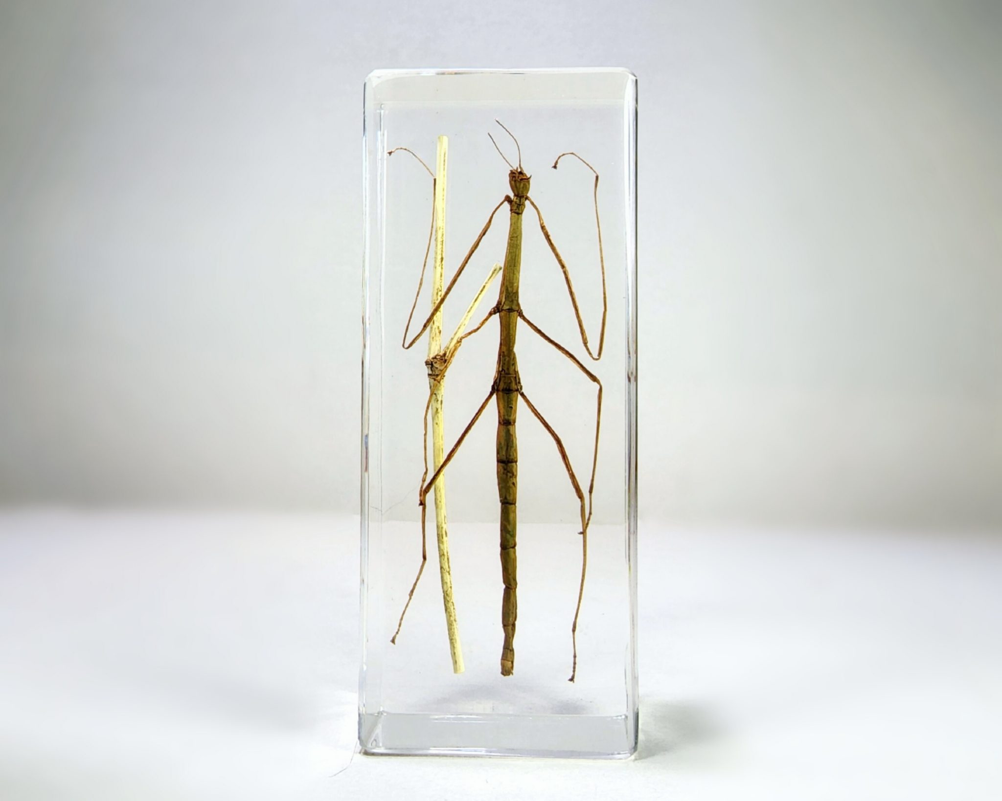 Walking Stick Insect In Resin Phraortes Biconiferus Insects In Resin