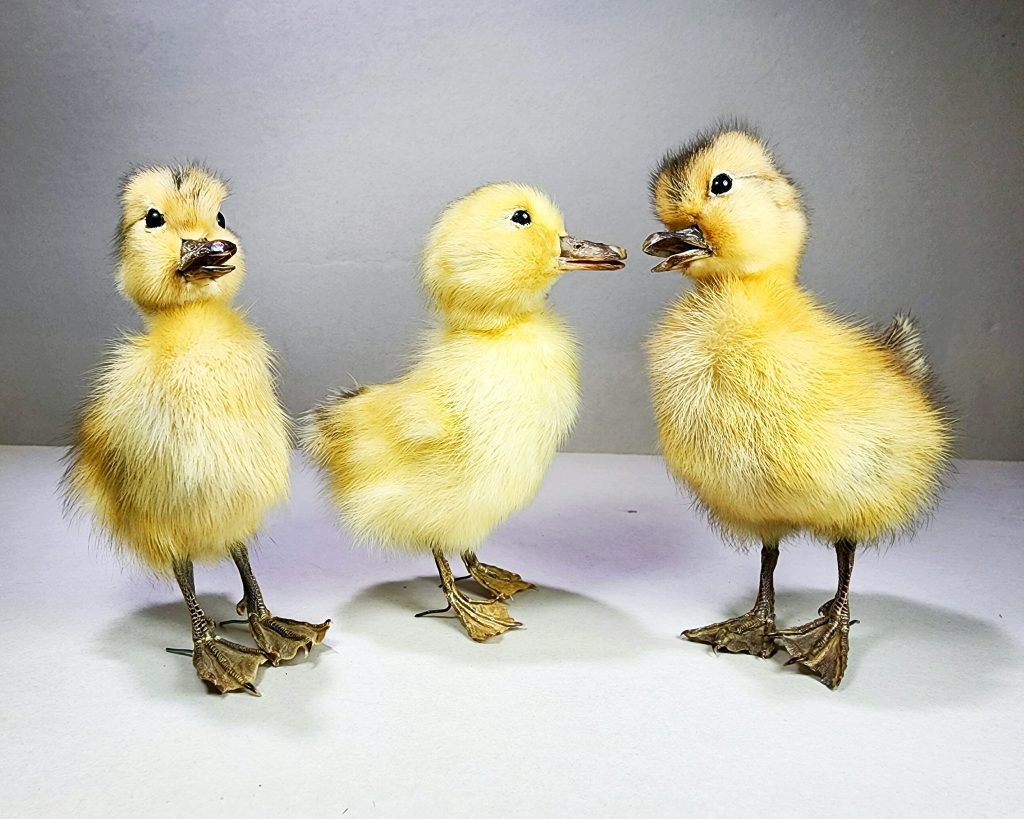 Yellow Taxidermy Duckling, Taxidermy Baby Duck, Anas platyrhynchos ...