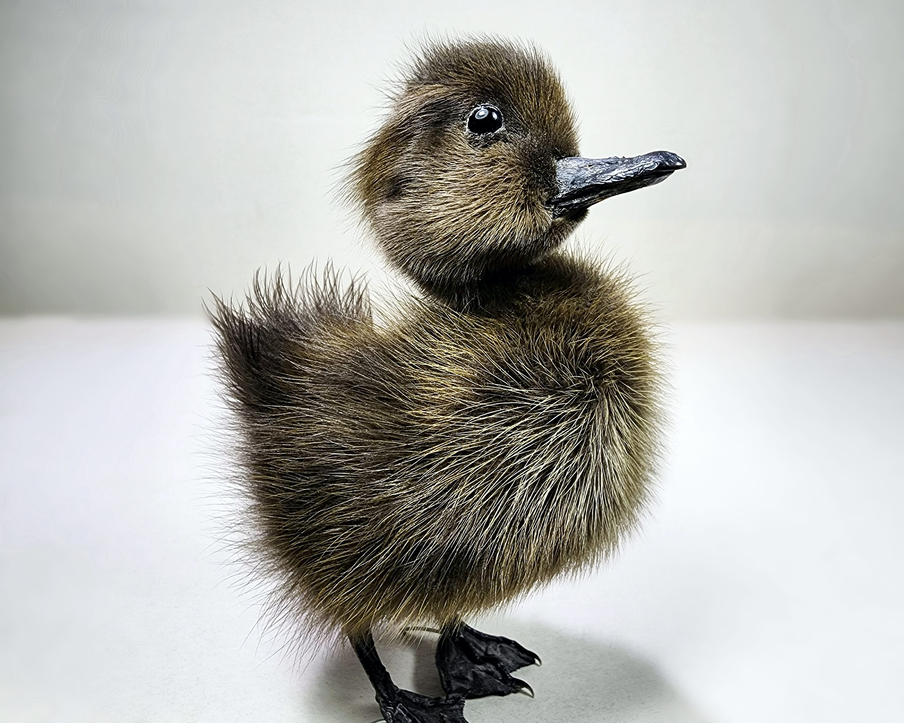 Brown Taxidermy Duckling, Taxidermy Baby Duck, Anas platyrhynchos ...