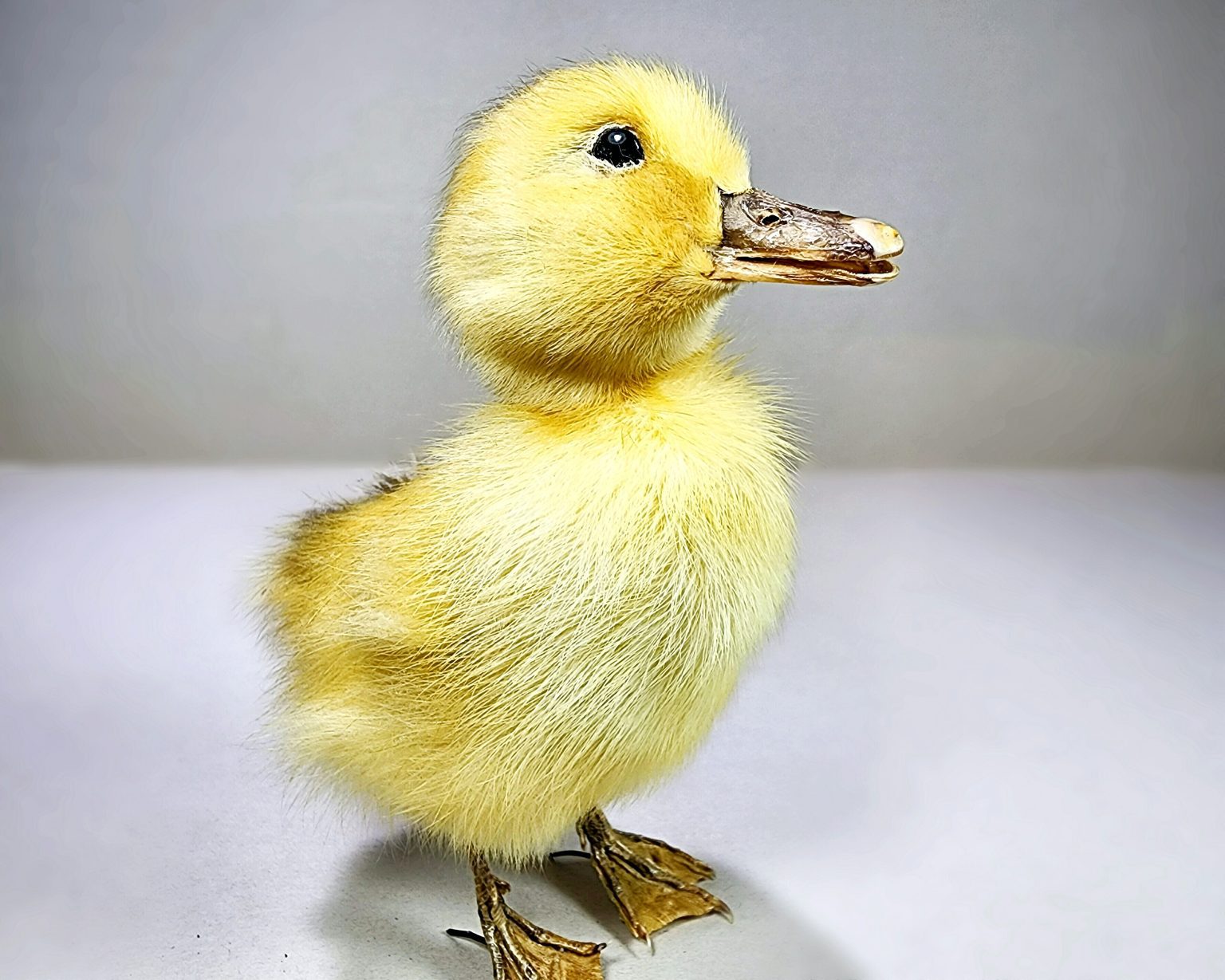 Yellow Taxidermy Duckling, Taxidermy Baby Duck, Anas platyrhynchos ...