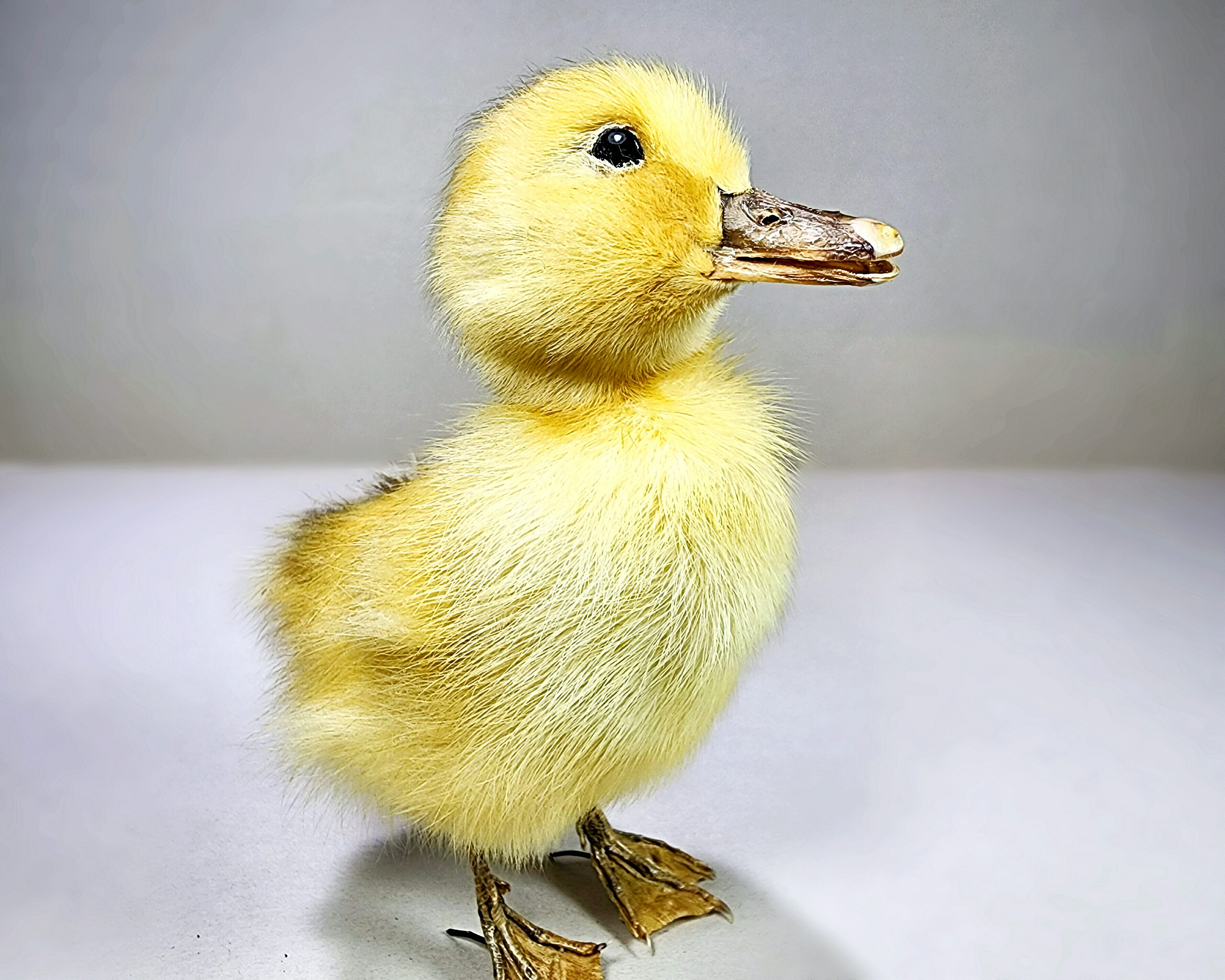Yellow Taxidermy Duckling, Taxidermy Baby Duck, Anas platyrhynchos ...