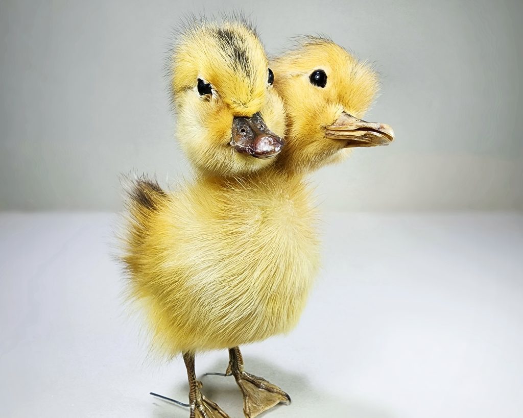 Two Headed Yellow Taxidermy Duckling, Taxidermy Baby Duck, Anas ...