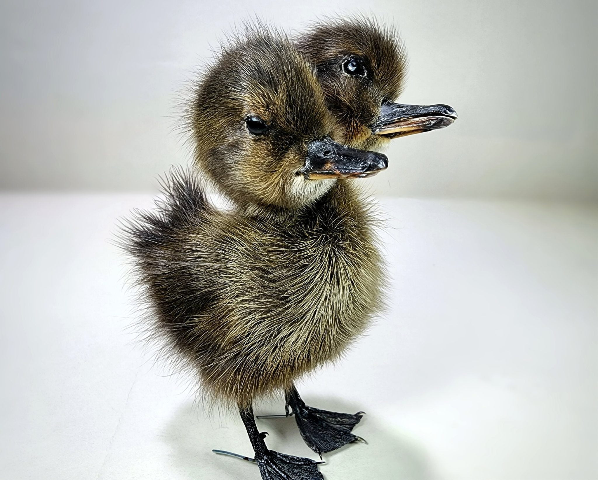 Two Headed Brown Taxidermy Duckling, Taxidermy Baby Duck, Anas ...